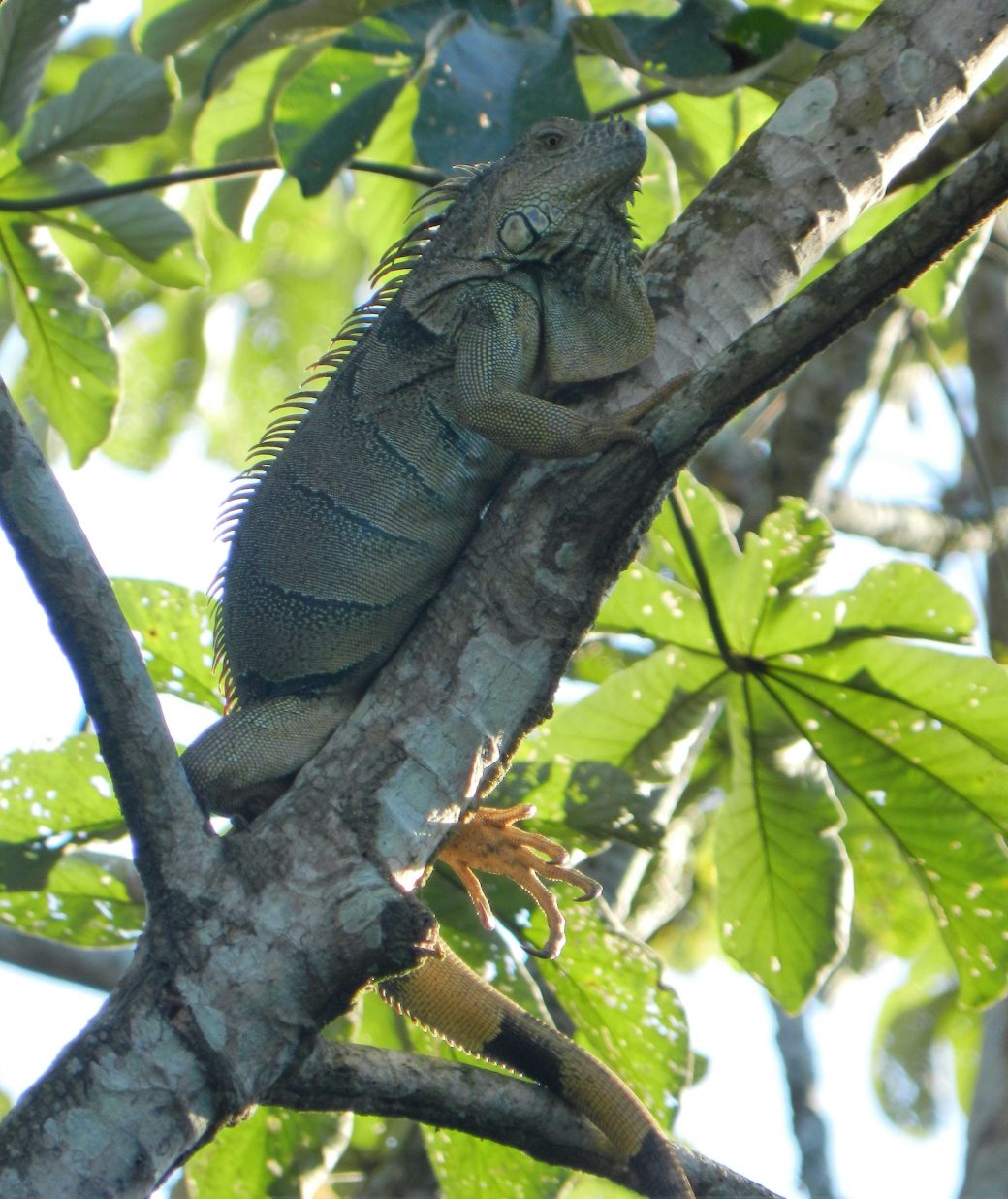 Belize jungle vacation - Lucky Dreamer Lodge Blog