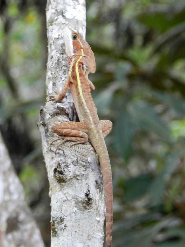 Belize jungle vacation - Lucky Dreamer Lodge Blog