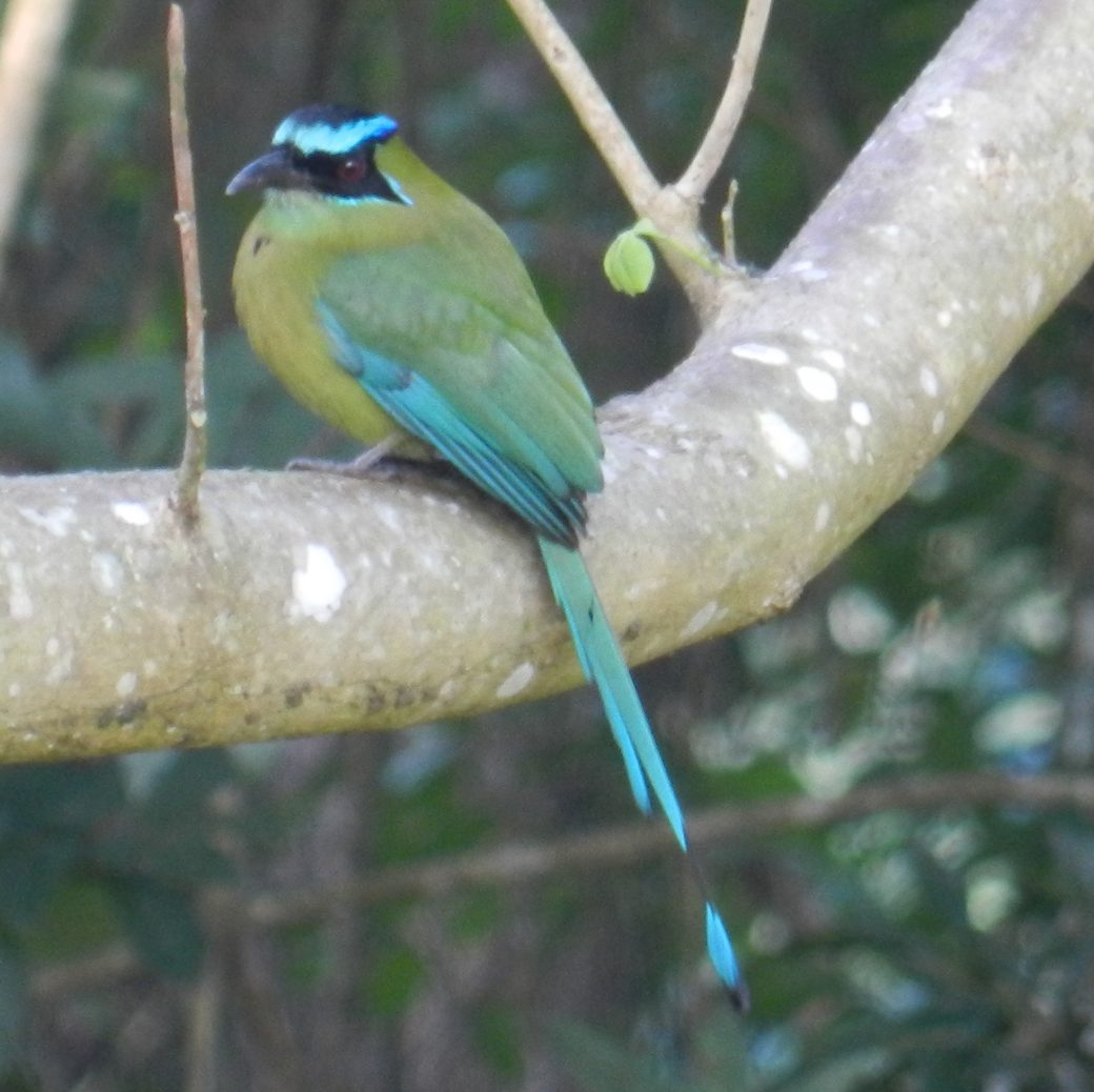 Belize jungle vacation - Lucky Dreamer Lodge Blog