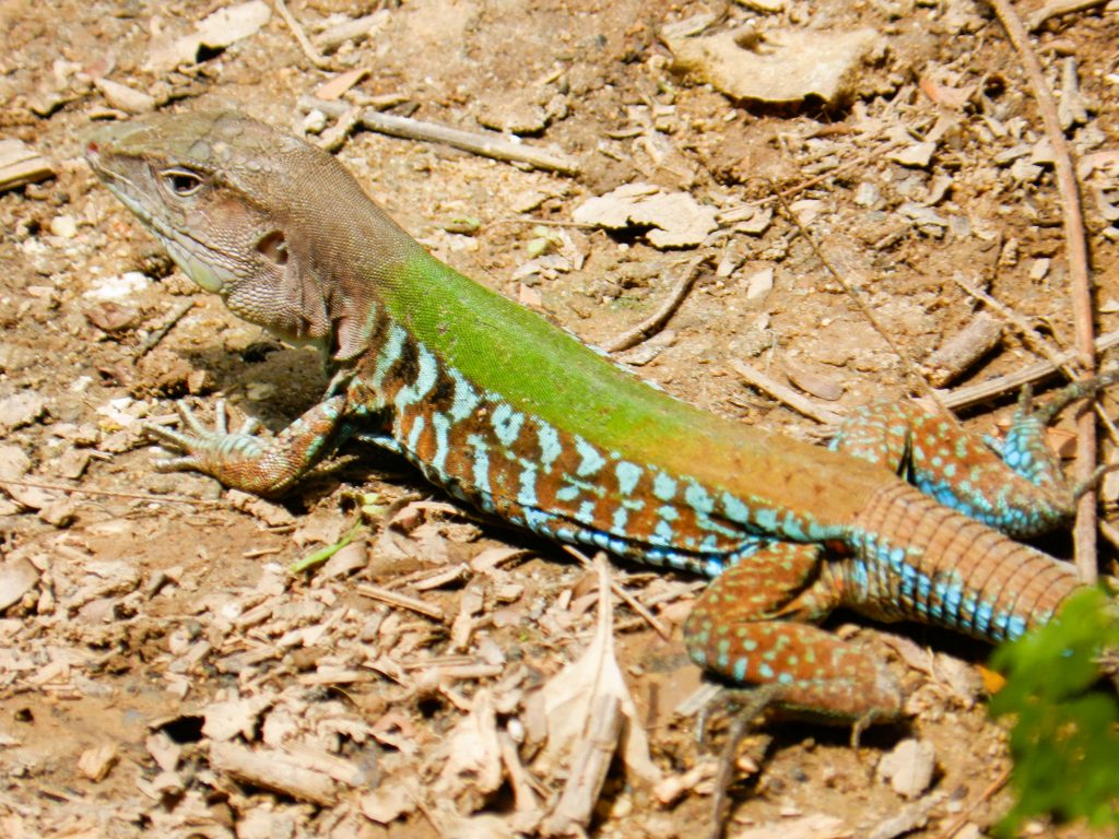 Belize jungle vacation - Lucky Dreamer Lodge Blog