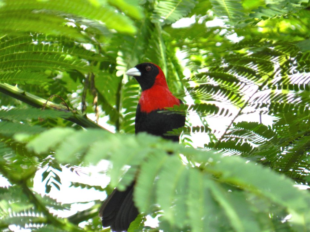 Belize jungle vacation - Lucky Dreamer Lodge Blog